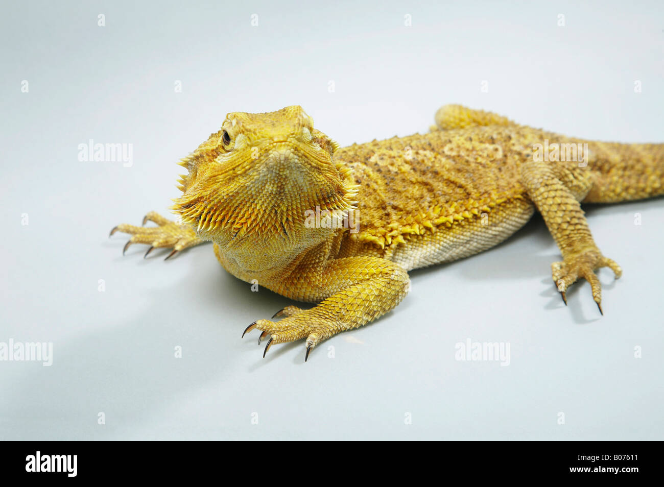 Long scaly body hi-res stock photography and images - Alamy