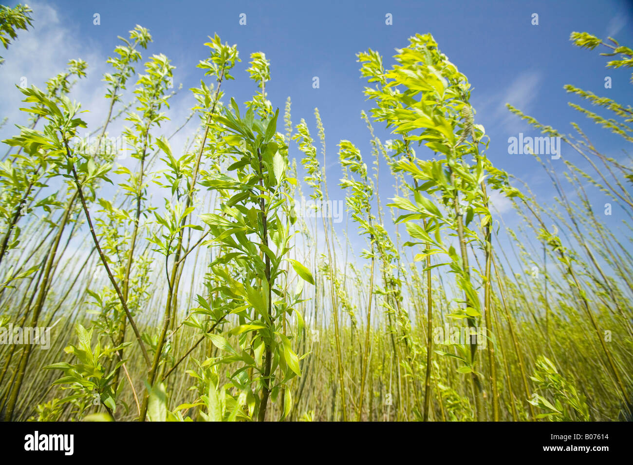 Willow being grown as a biofuel crop next to E ON s biofuel power ...