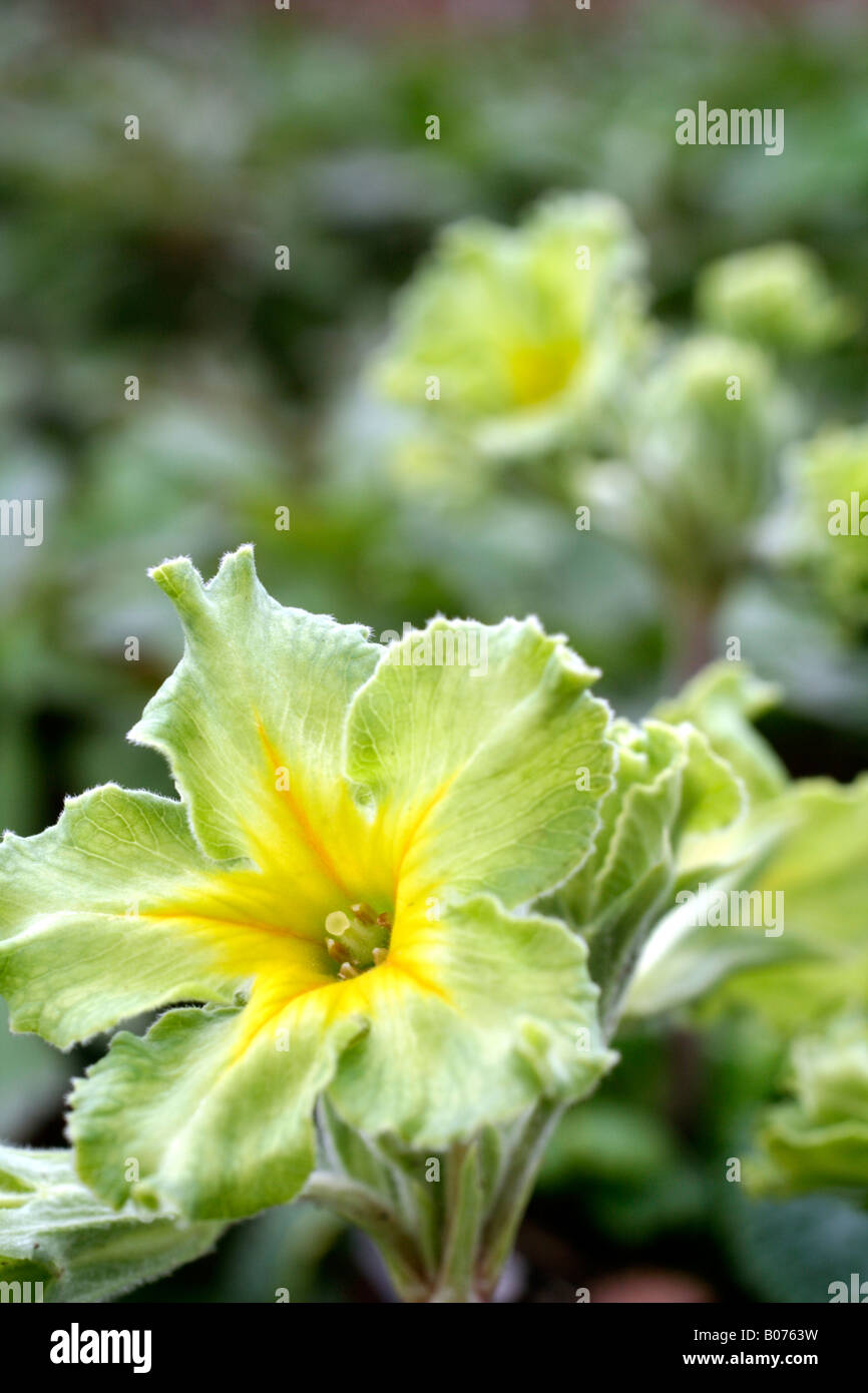 Greeny flower hi-res stock photography and images - Alamy