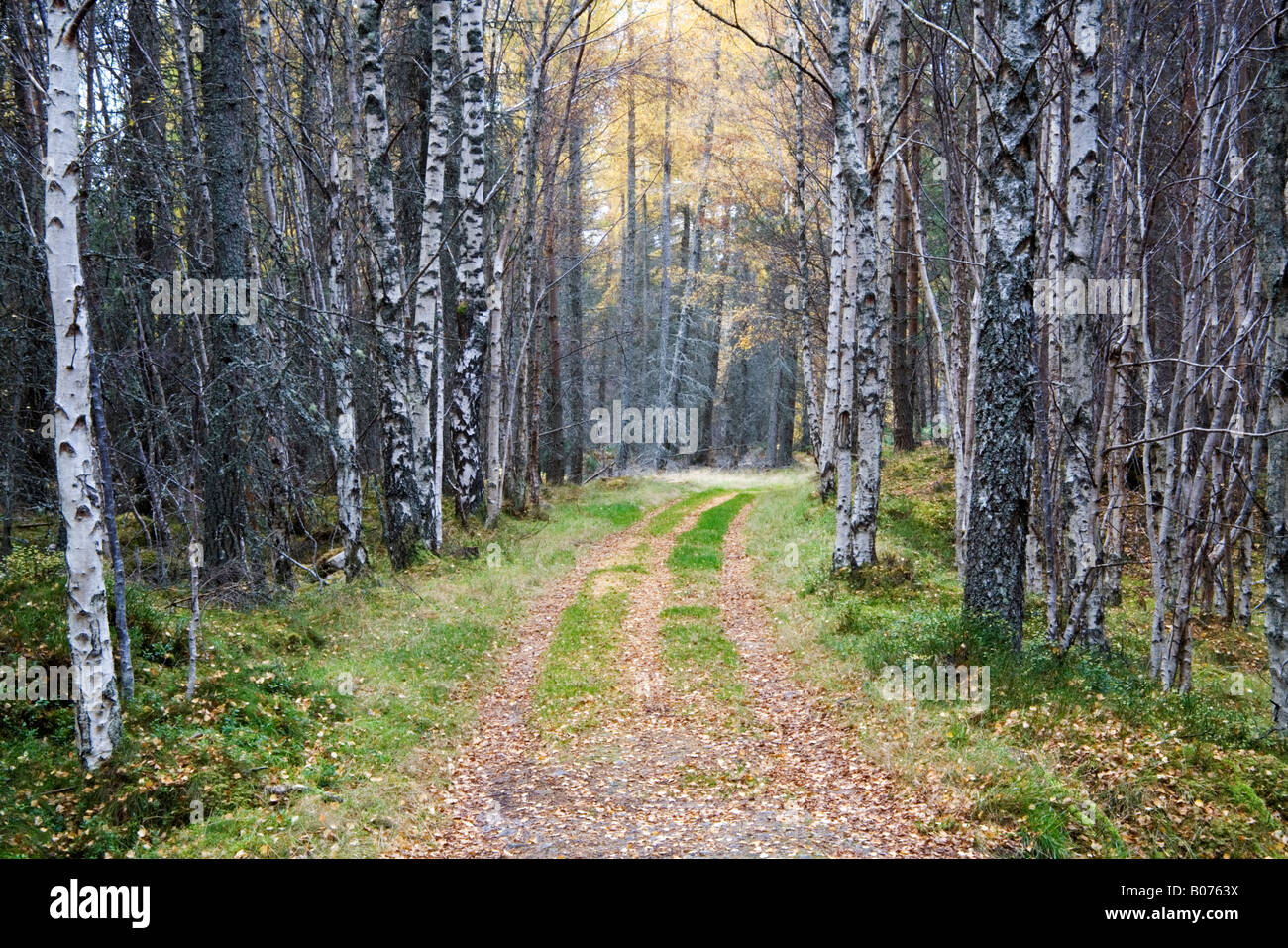Inshriach hi-res stock photography and images - Alamy