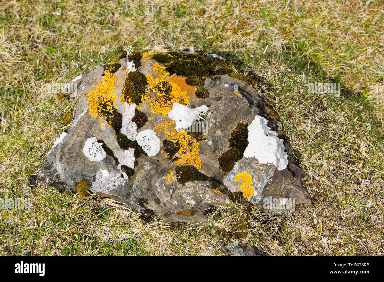 A boulder covered with moss and lichen on Kerrera Scotland UK Stock ...
