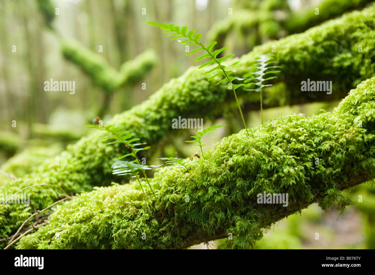 moss on tree branches in a woodland near Inveraray Scotland UK Stock ...