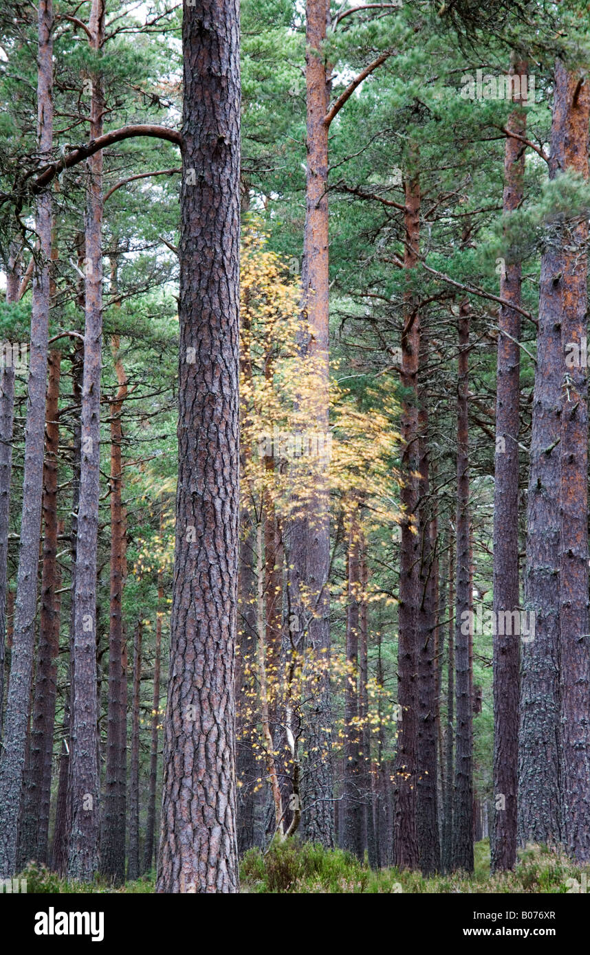Conifer fore hi-res stock photography and images - Alamy