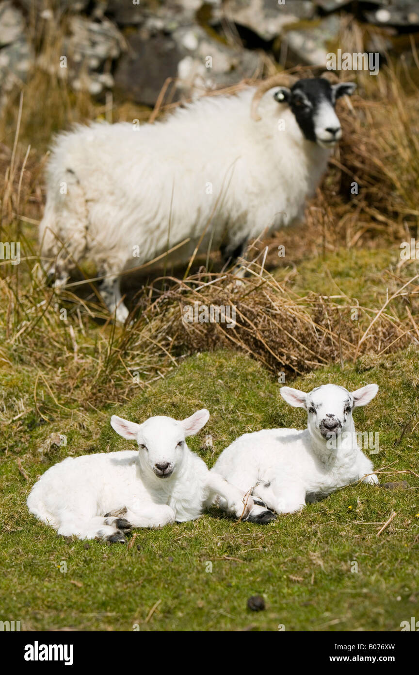 Twin sheep hi-res stock photography and images - Alamy