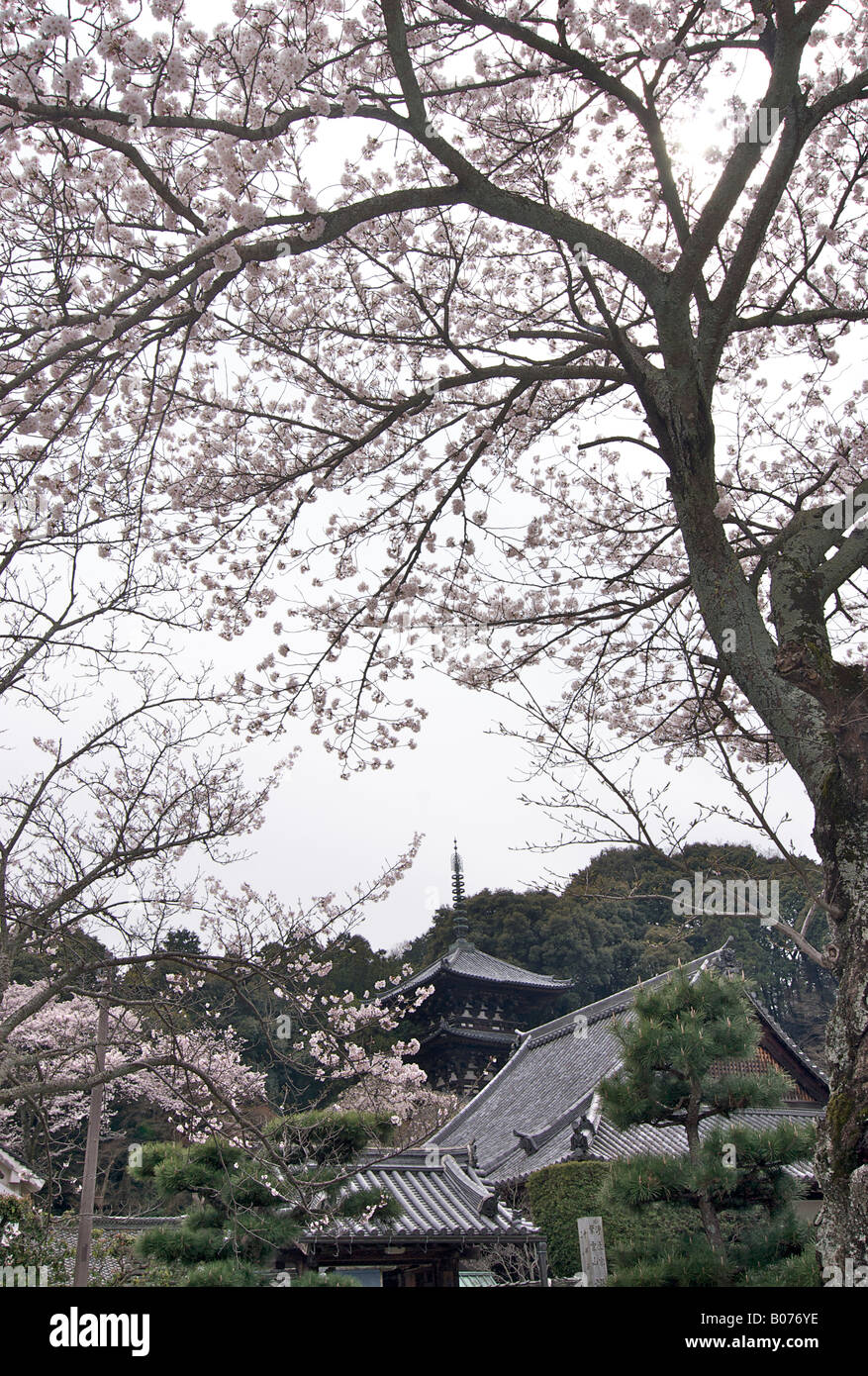 Sakura 'Cherry Blossom' at Taima dera. Taima Temple, Nara Prefecture ...