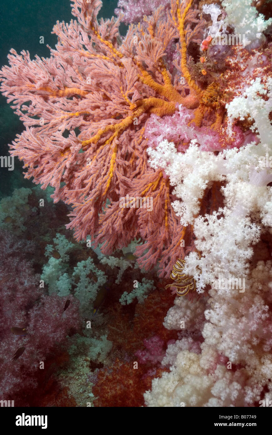 Gorgonian and soft coral reef under water Stock Photo - Alamy