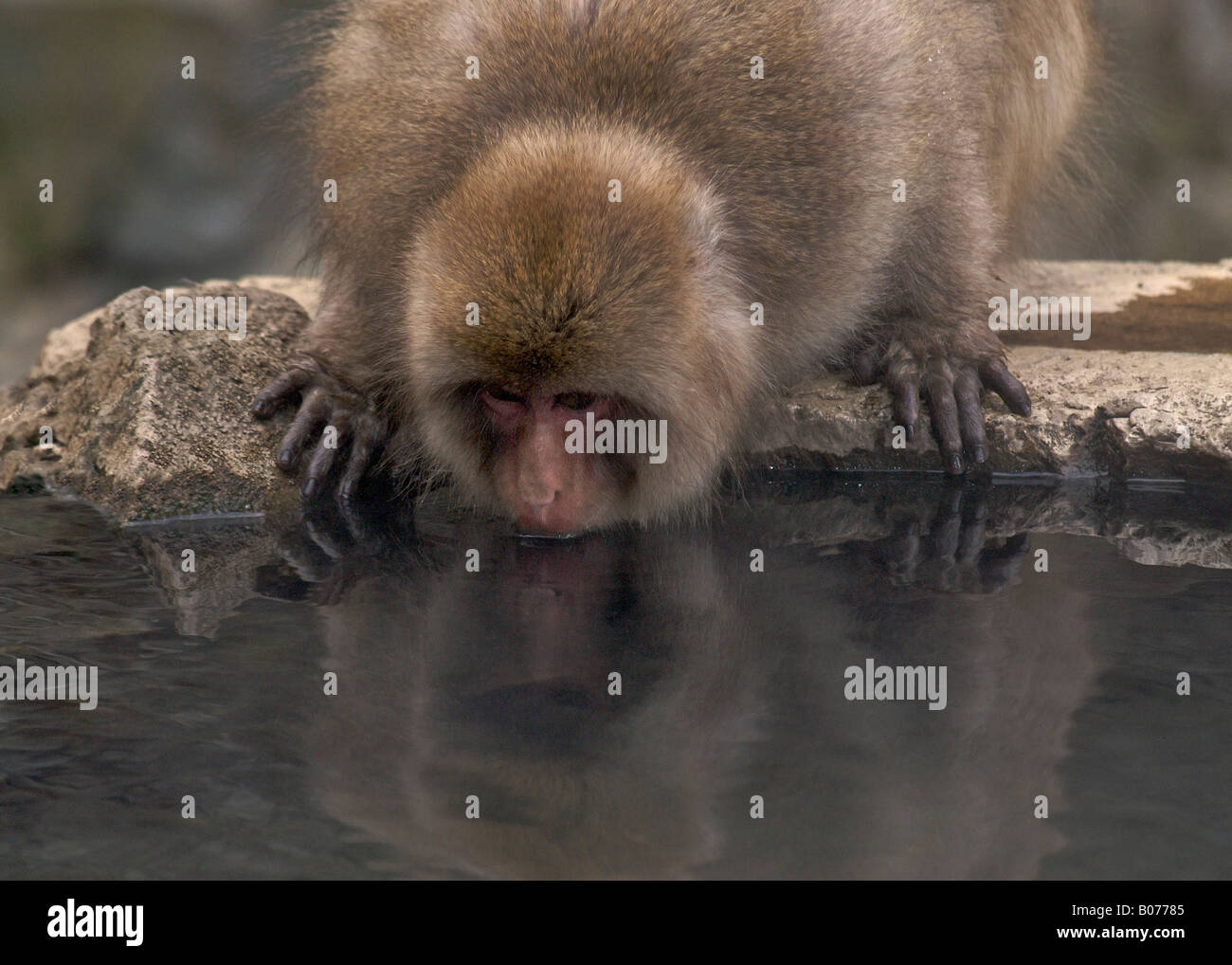 Jogokudani hi-res stock photography and images - Alamy