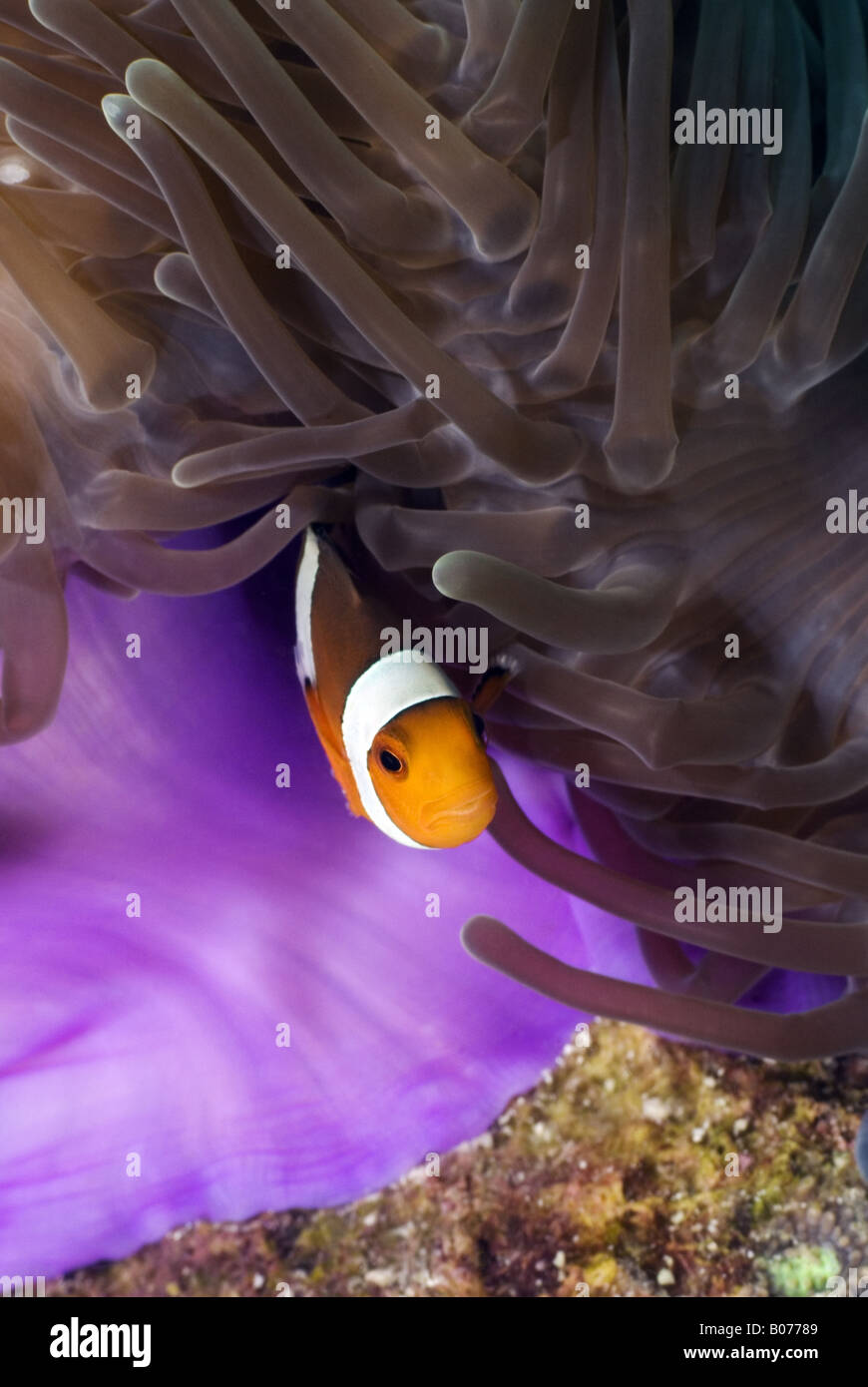 Nemo Western clownfish in anemone under water Stock Photo - Alamy