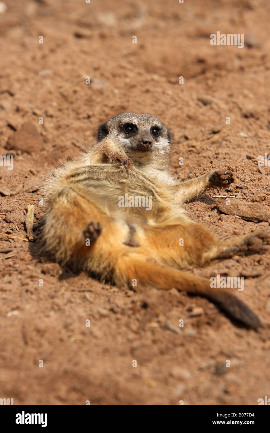 Meerkat suricata suricatta laying on its back sunbathing in the sand ...