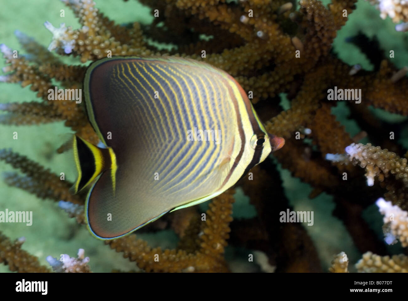 Butterflyfish swimming over a coral reef under water Stock Photo - Alamy