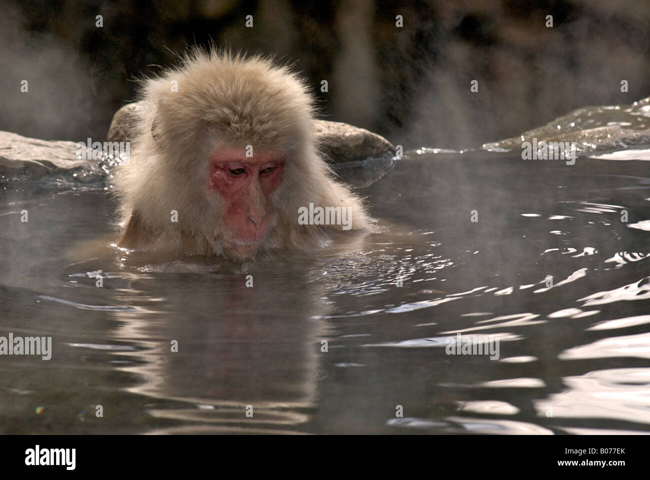 Japanese Macaque at Jogokudani Monkey Park, Yamanouchi town, Nagano ...