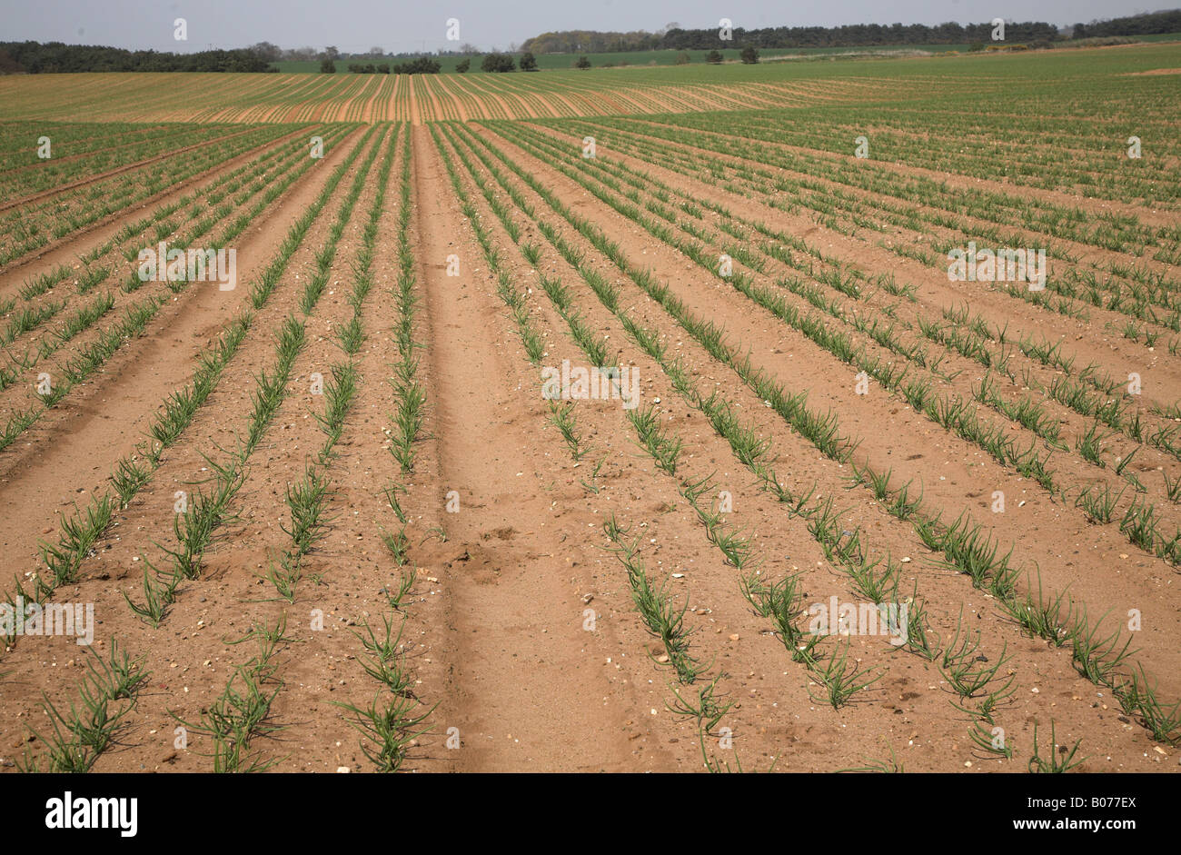 Sandy soil field onion crop rows into distance hi-res stock photography ...