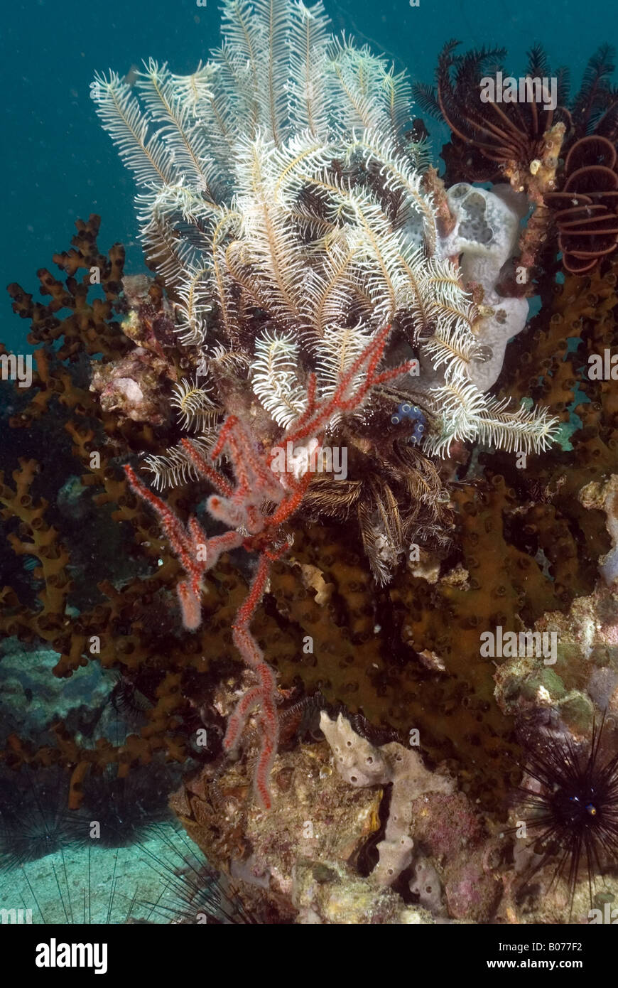 Tree coral hi-res stock photography and images - Alamy