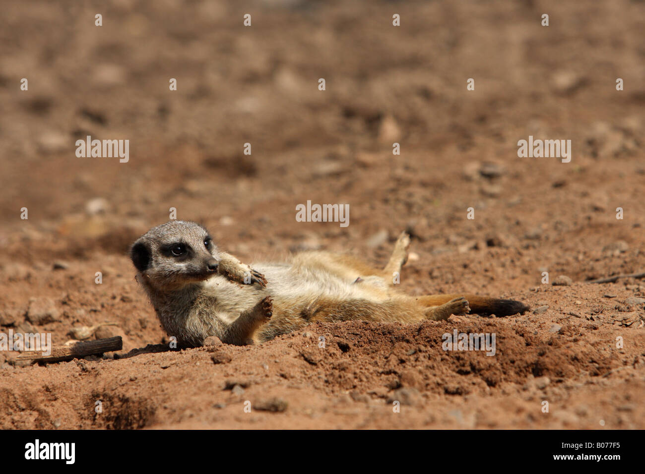 Meerkat suricata suricatta laying on its back sunbathing in the sand ...