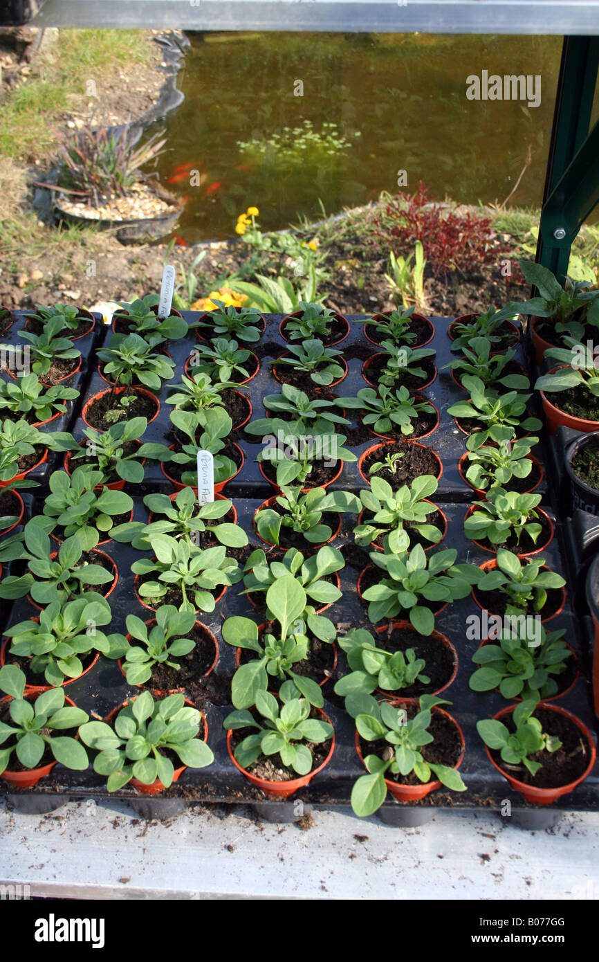 Plug plants hi-res stock photography and images - Alamy