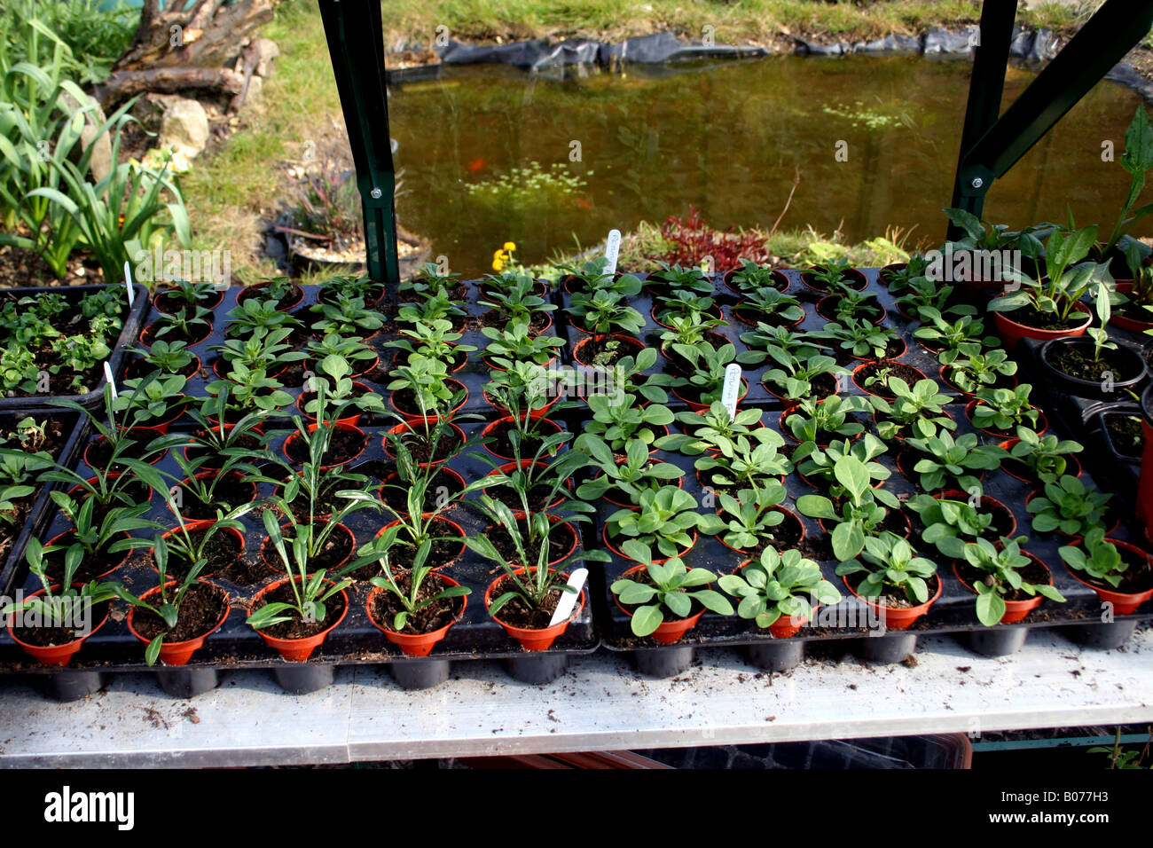 Plug plants hi-res stock photography and images - Alamy