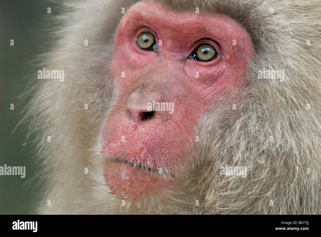 Japanese Macaque at Jogokudani Monkey Park, Yamanouchi town, Nagano ...