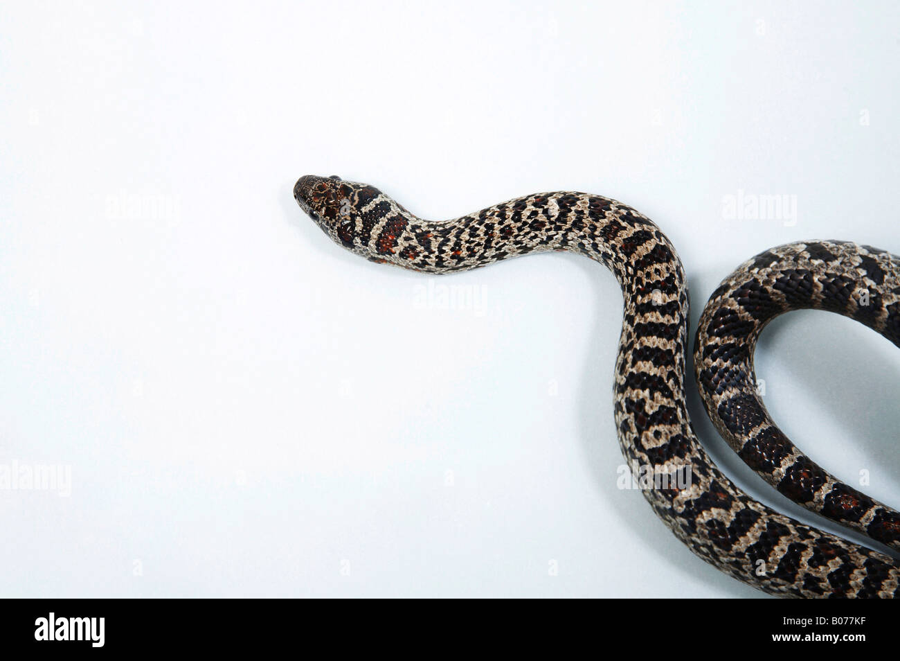 Juvenile Prairie Kingsnake
