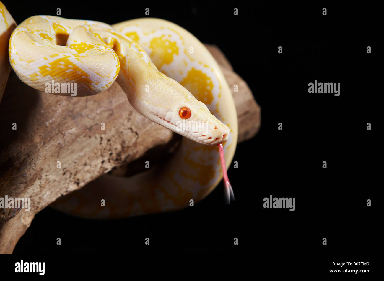 Albino Python hanging on branch Stock Photo - Alamy