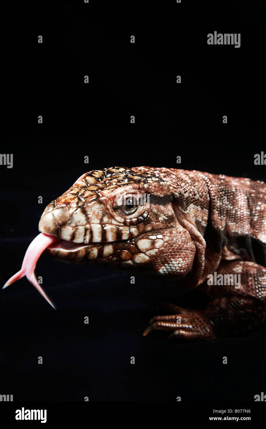 Red tegu hi-res stock photography and images - Alamy