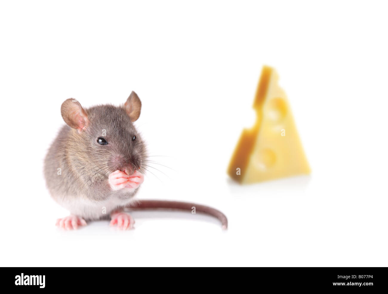 White cheese mouse hi-res stock photography and images - Alamy
