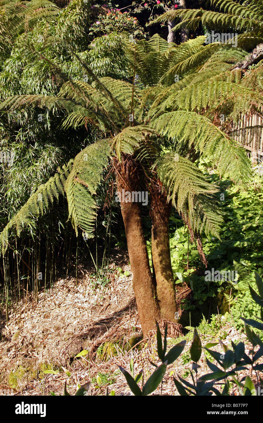 DICKSONIA ANTARCTICA. TREE FERN Stock Photo - Alamy