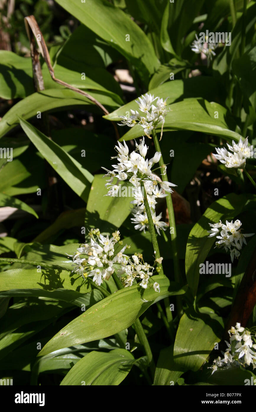 RAMSON. WILD GARLIC FLOWER Stock Photo - Alamy