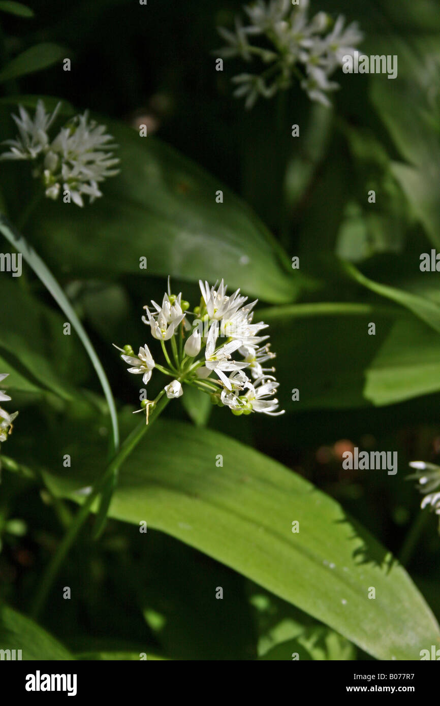 RAMSON. WILD GARLIC FLOWER Stock Photo - Alamy