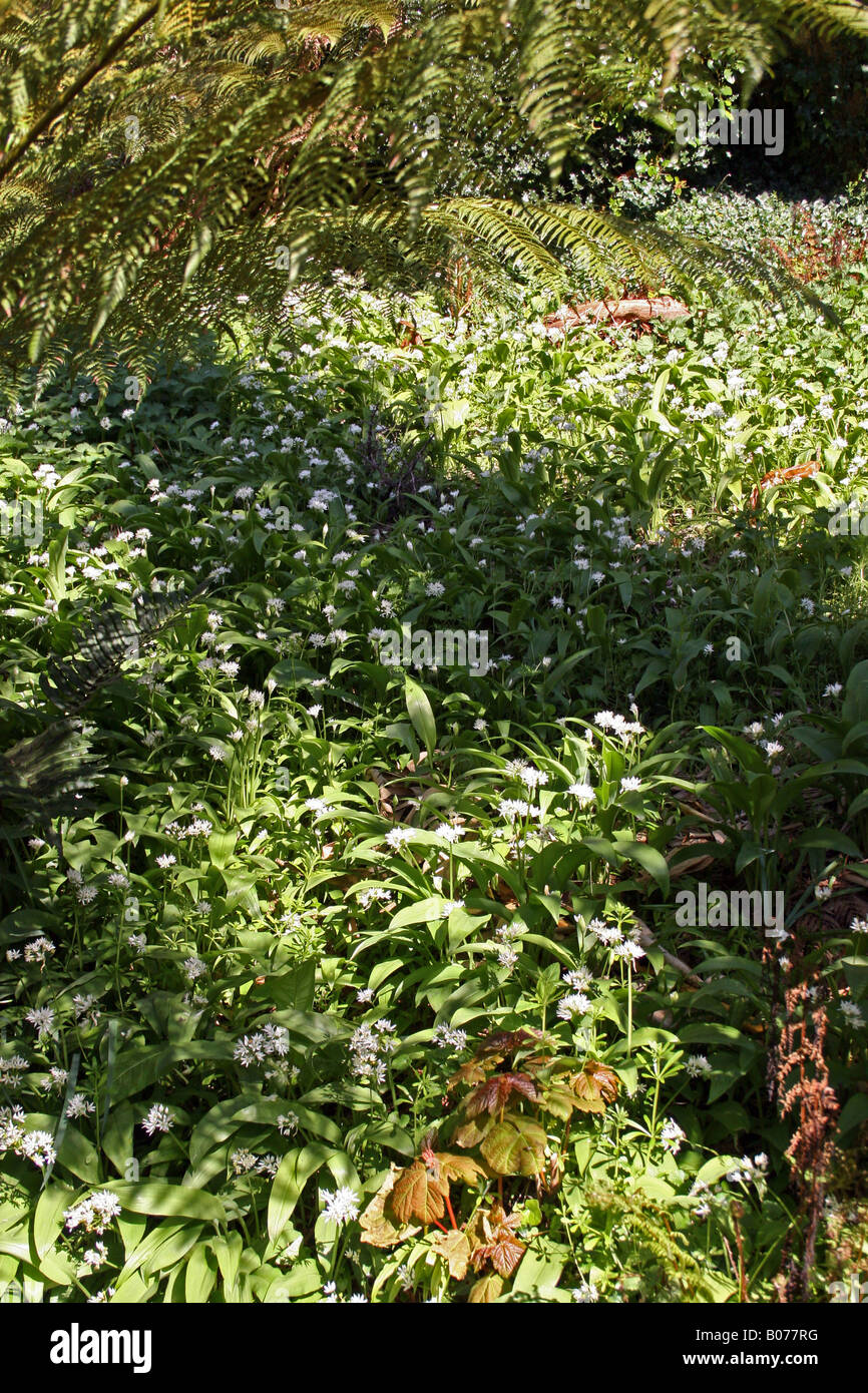 RAMSON. WILD GARLIC FLOWERS Stock Photo - Alamy