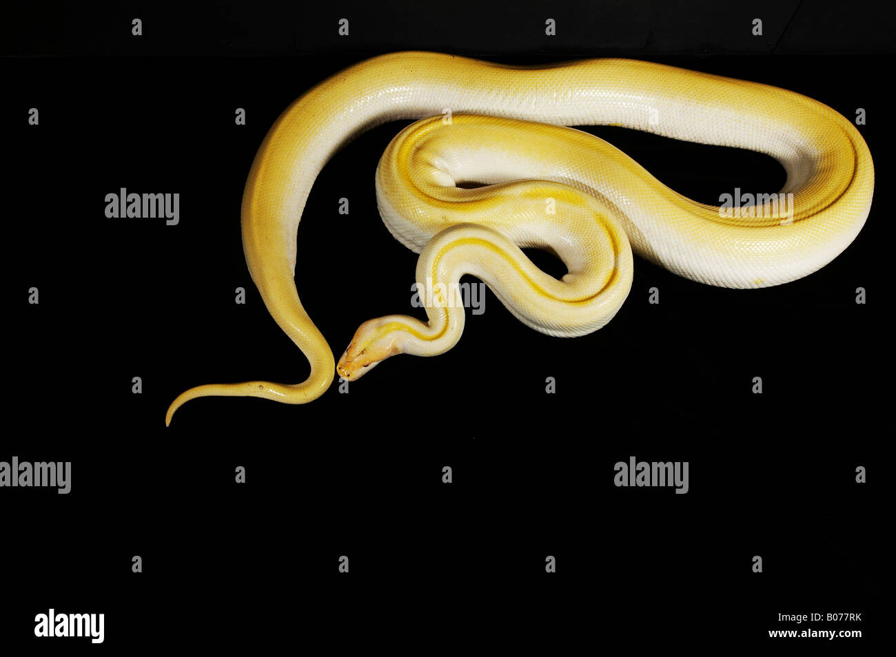 Coiled burmese python hi-res stock photography and images - Alamy