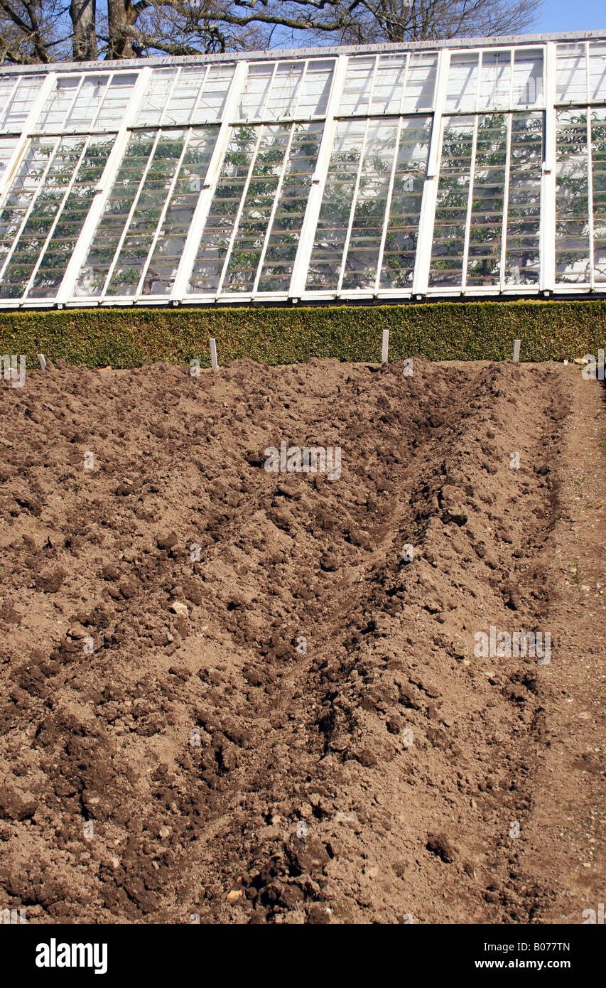 POTATO RIDGES IN A VEGETABLE GARDEN Stock Photo - Alamy