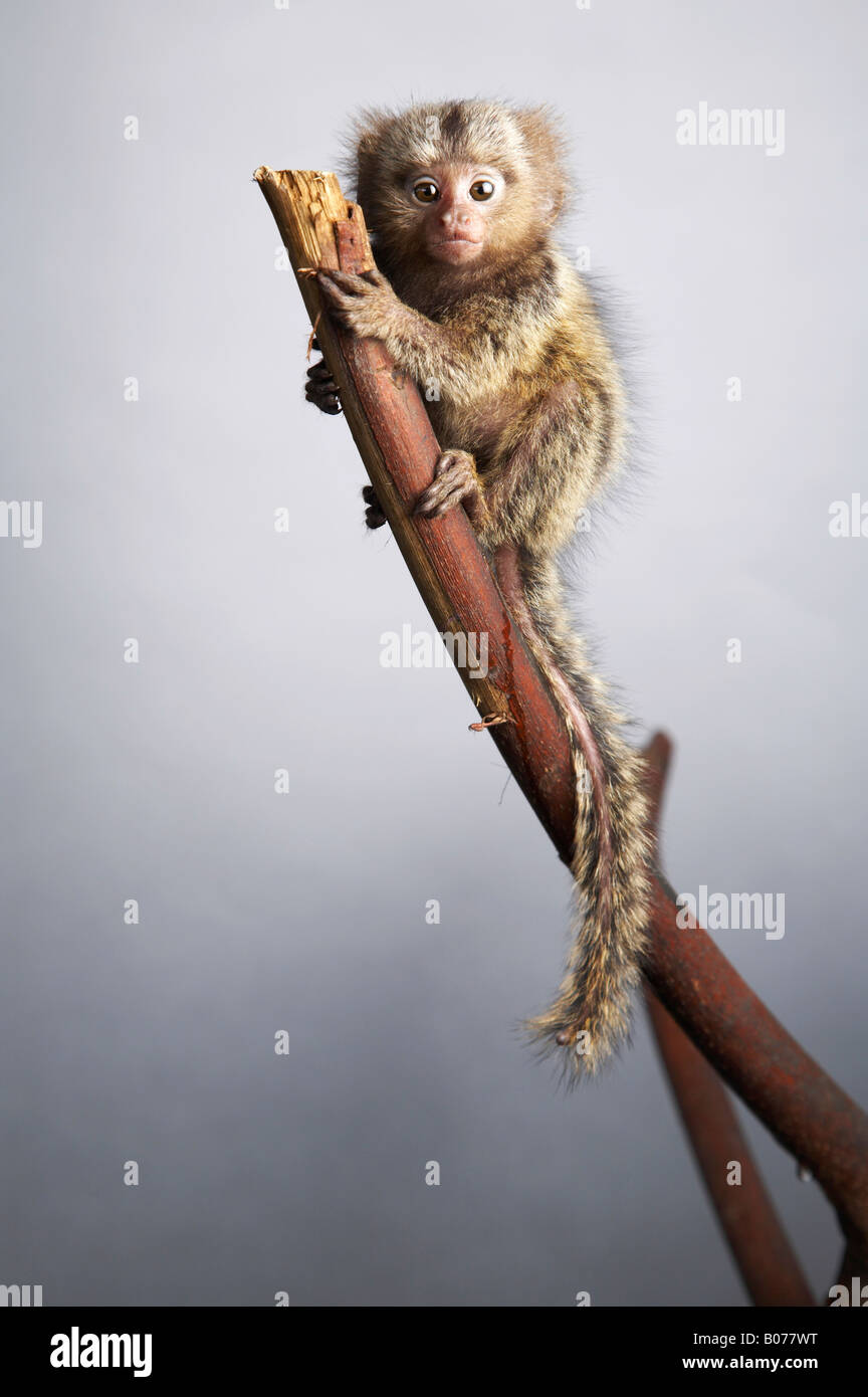 Pygmy Marmoset Climbing a Branch Stock Photo - Alamy