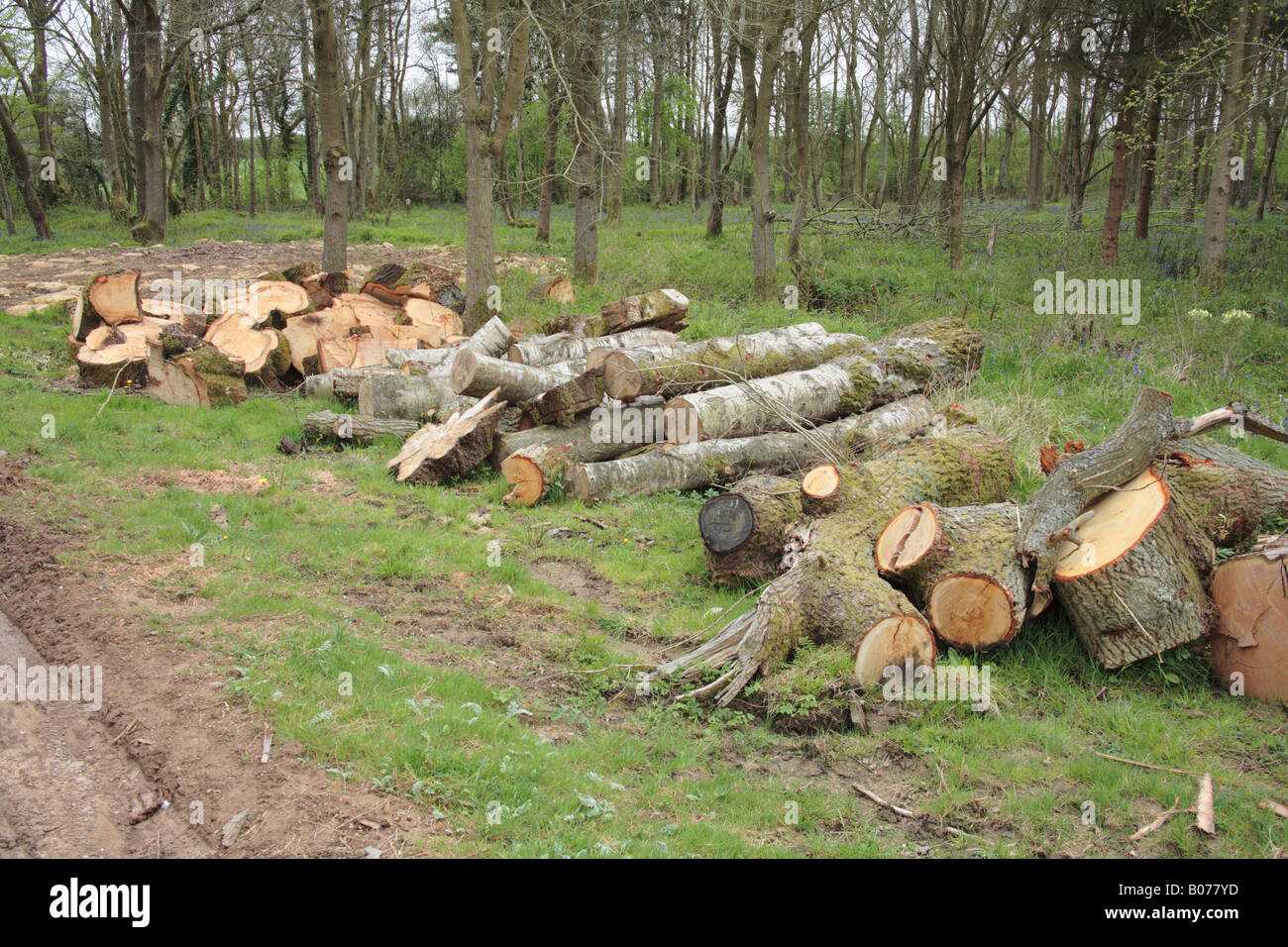 Timber felled hi-res stock photography and images - Alamy