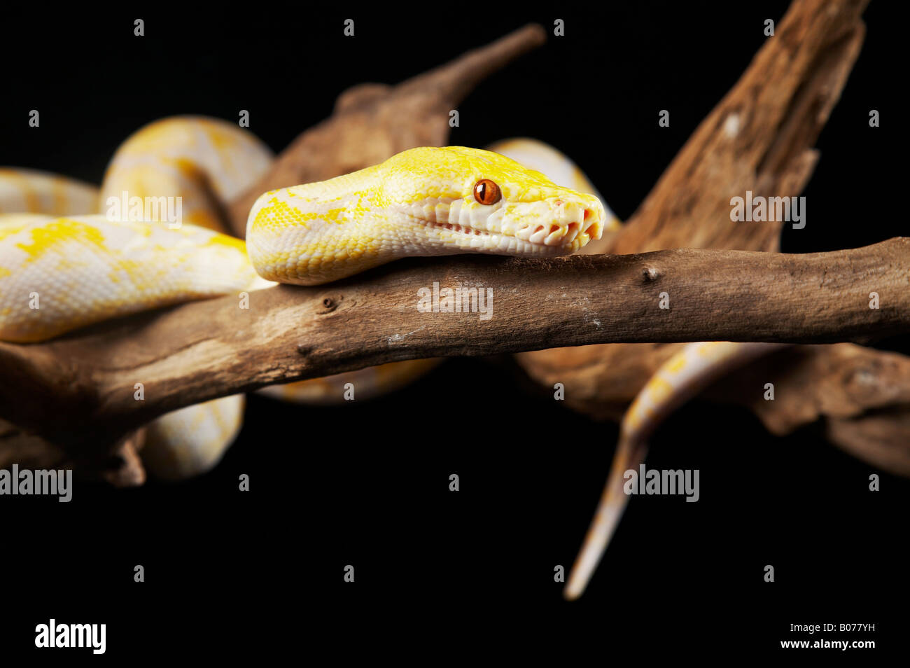 Coiled burmese python hi-res stock photography and images - Alamy