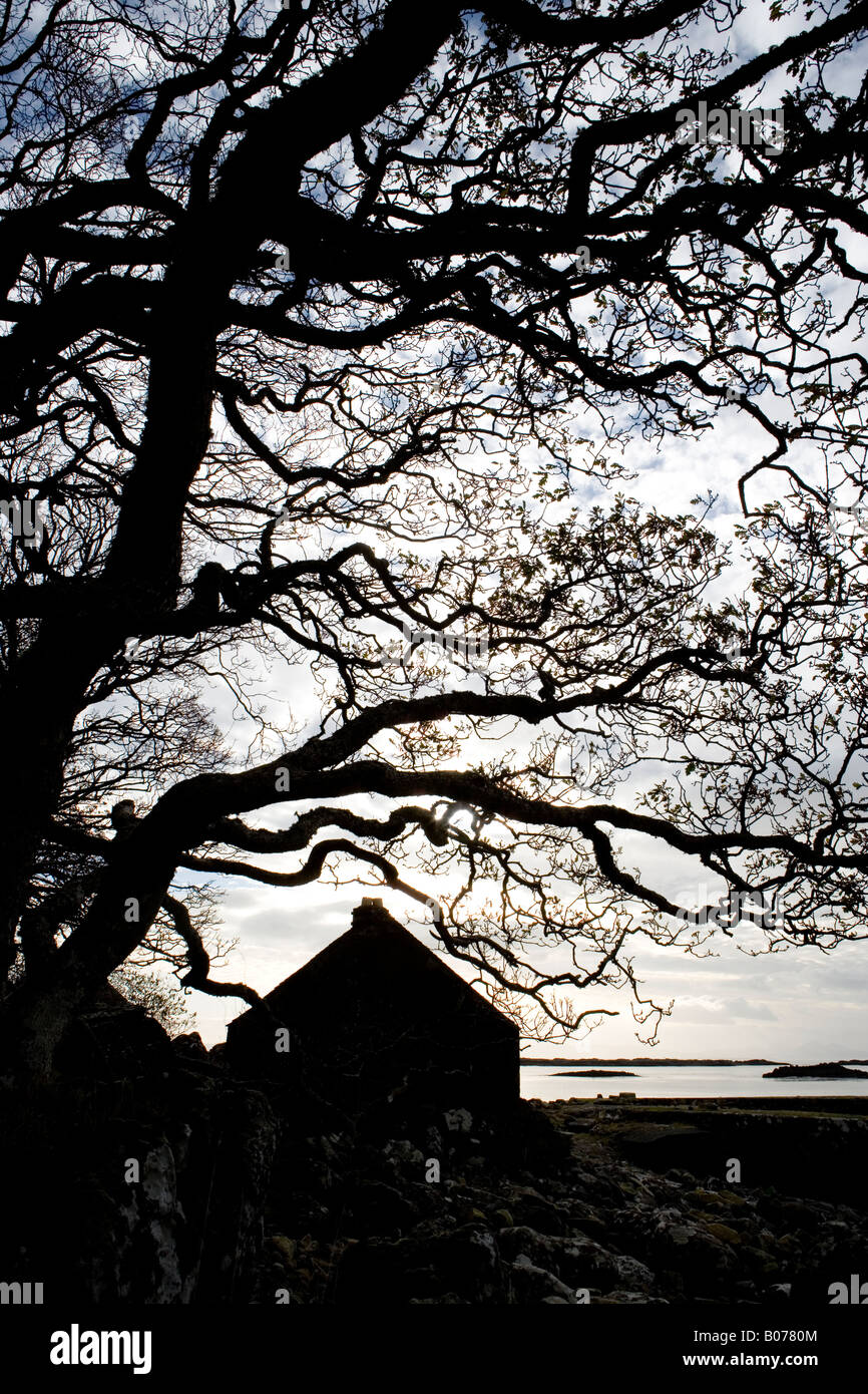 Old house on Pier in morning light with tree branches above, Carsaig ...
