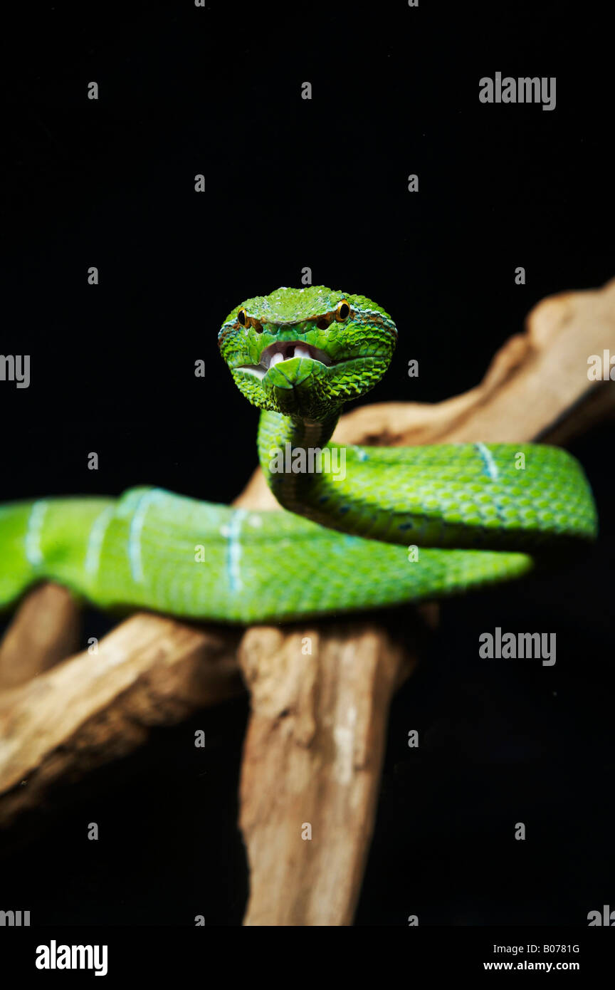 Close up on head of Pit Viper Stock Photo - Alamy