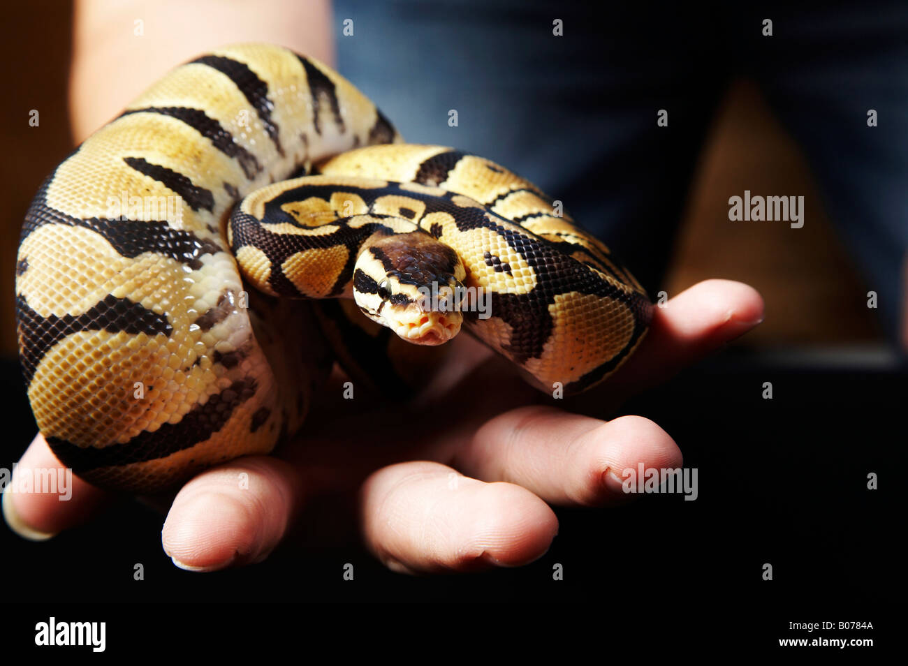 Royal blood on hand hi-res stock photography and images - Alamy