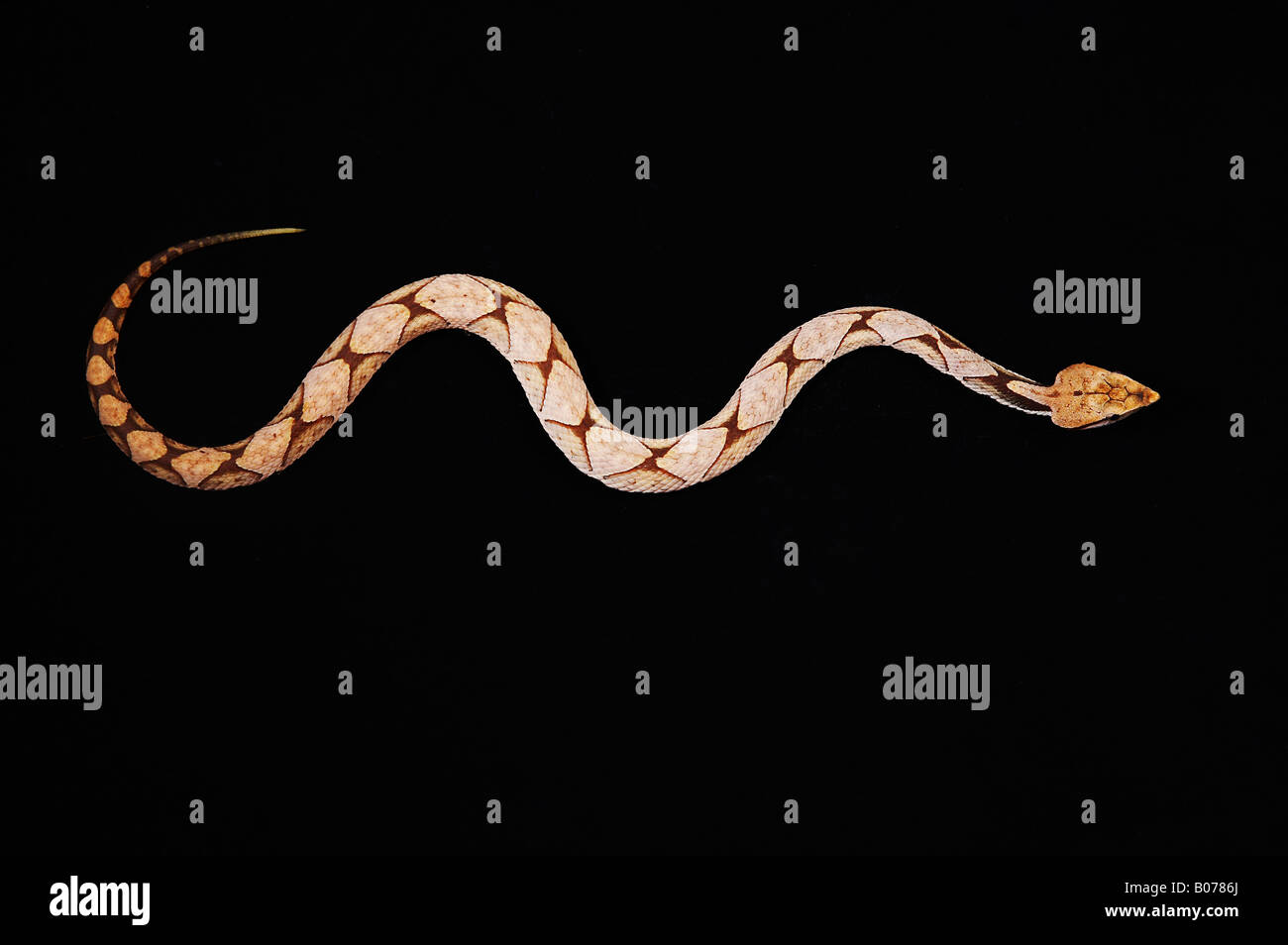 Top view of Sharp Nosed Viper Stock Photo - Alamy