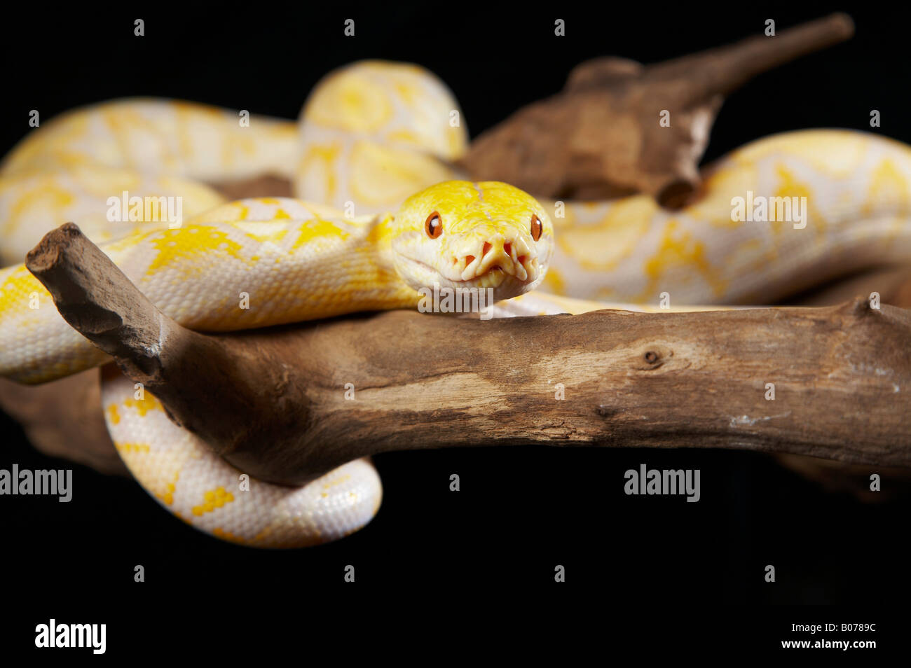 Albino Python crawling on a branch Stock Photo - Alamy