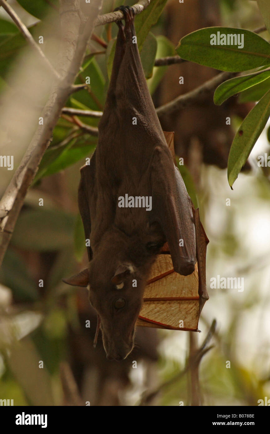 Gambian epauletted fruit bat, Epomophorus gambianus, Bintang Bolong ...