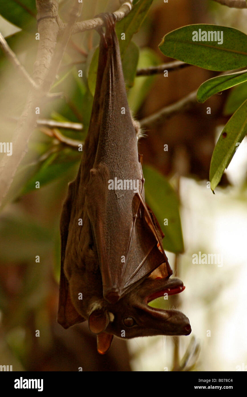 Epomophorus gambianus hi-res stock photography and images - Alamy