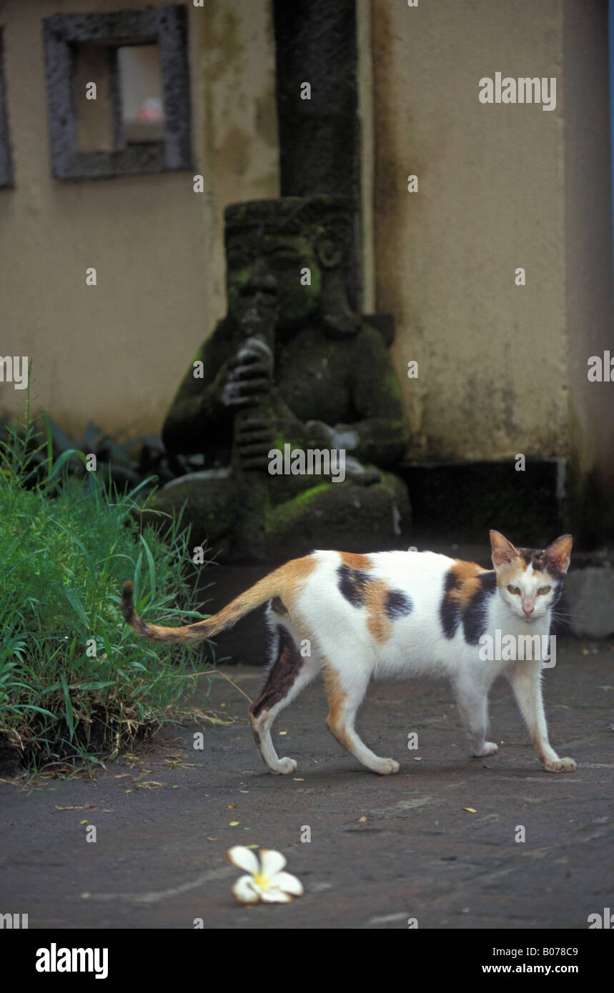 Cat Stalking Its Prey Outside Of Restaurant Kuta Bali Indonesia Stock ...
