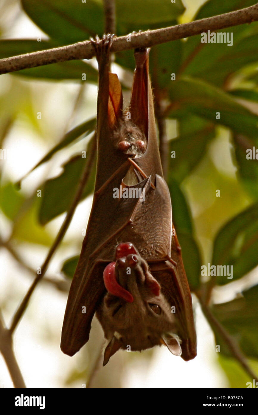 Gambian epauletted fruit bat, Epomophorus gambianus, Bintang Bolong ...
