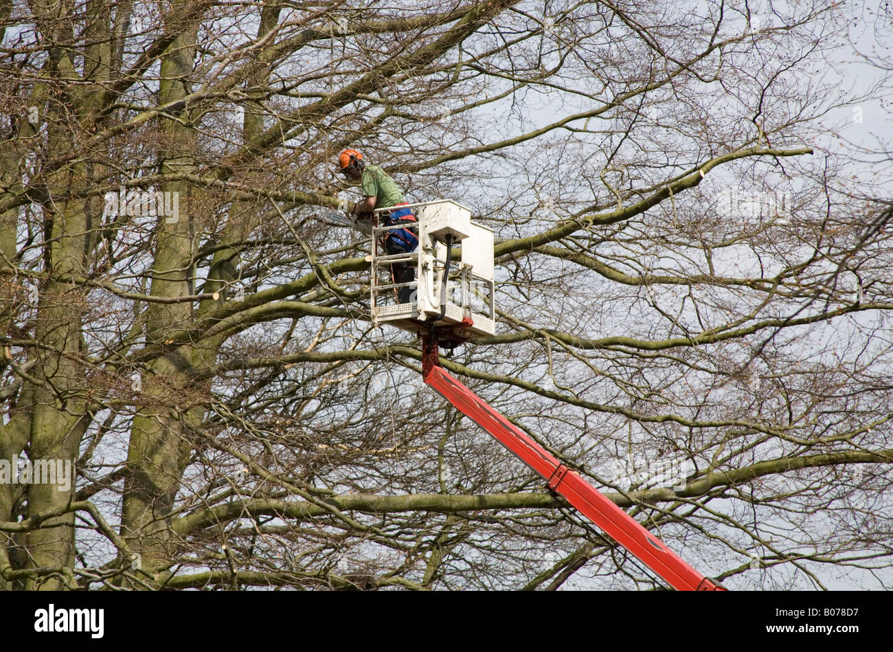 Cheshire England UK April A tree surgeon on the platform of a cherry ...
