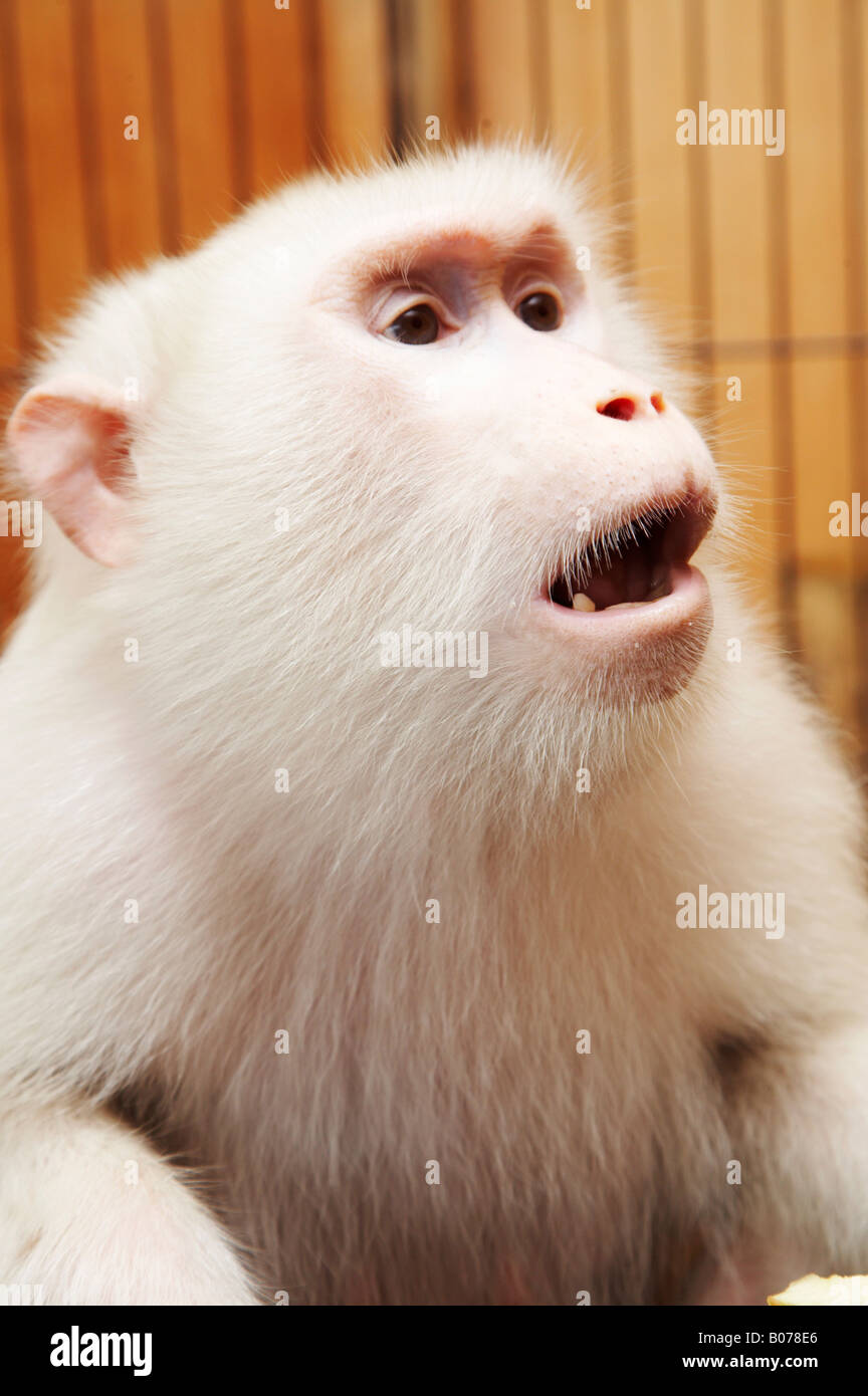 Photos Of White Money at Wallace Yang blog