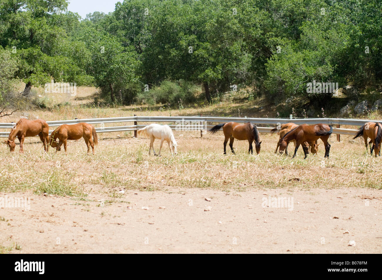 Israel Kibbutz Alonim horses in a corral Stock Photo - Alamy