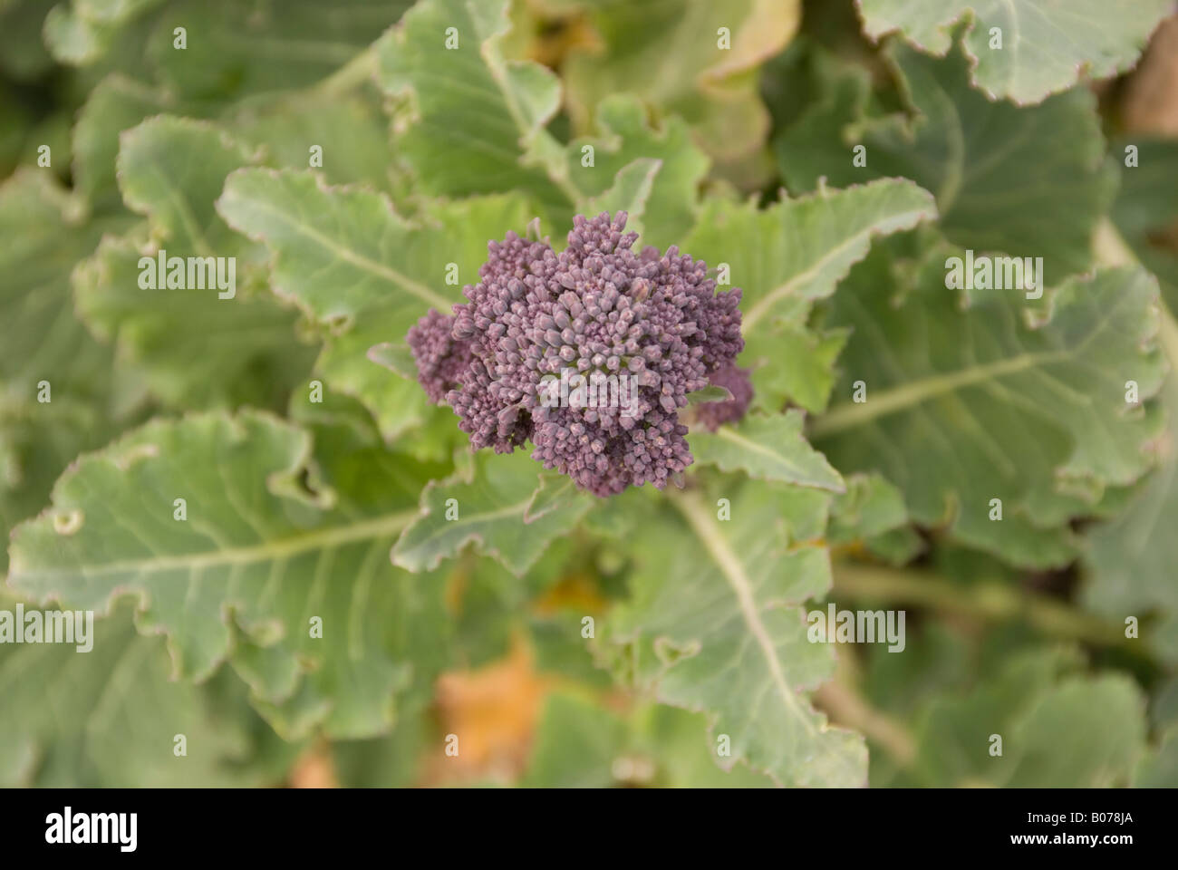 purple sprouting broccoli plant Stock Photo - Alamy