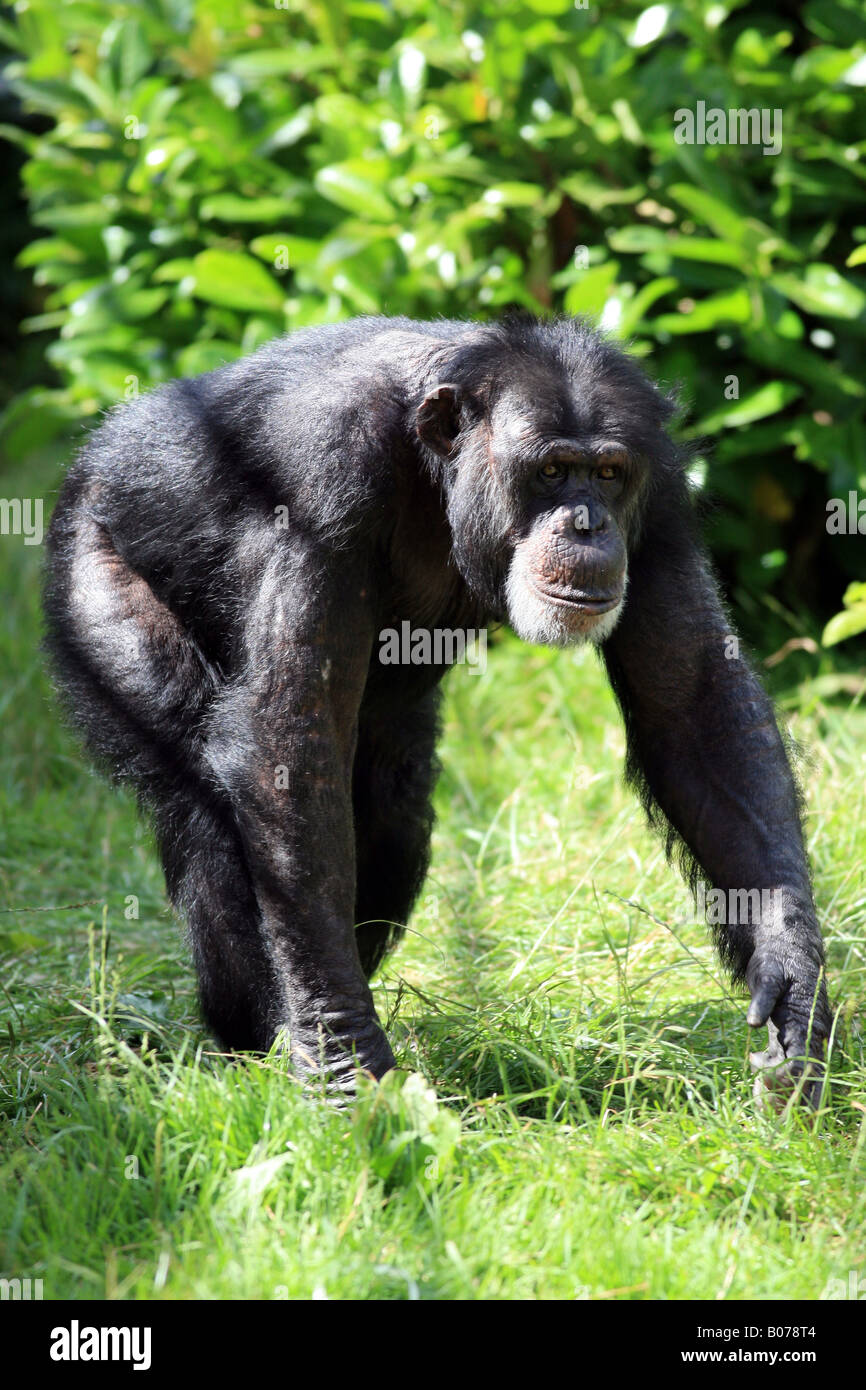 Zoo chester chimp hi-res stock photography and images - Alamy