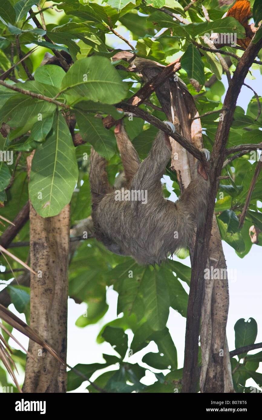 Sloth hind legs Stock Photo - Alamy