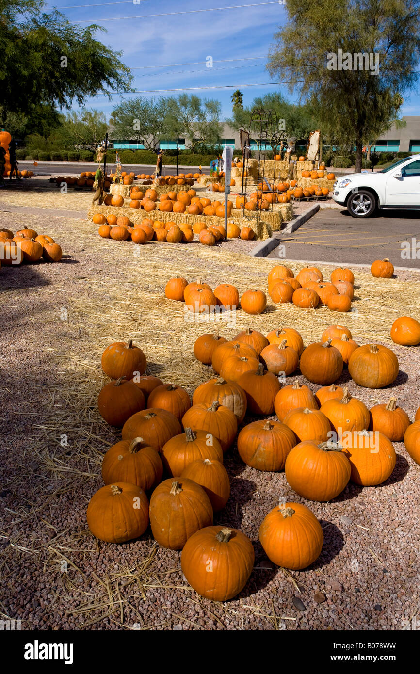 Pumpkin Patch Scottsdale Phoenix Southern Arizona USA Stock Photo - Alamy